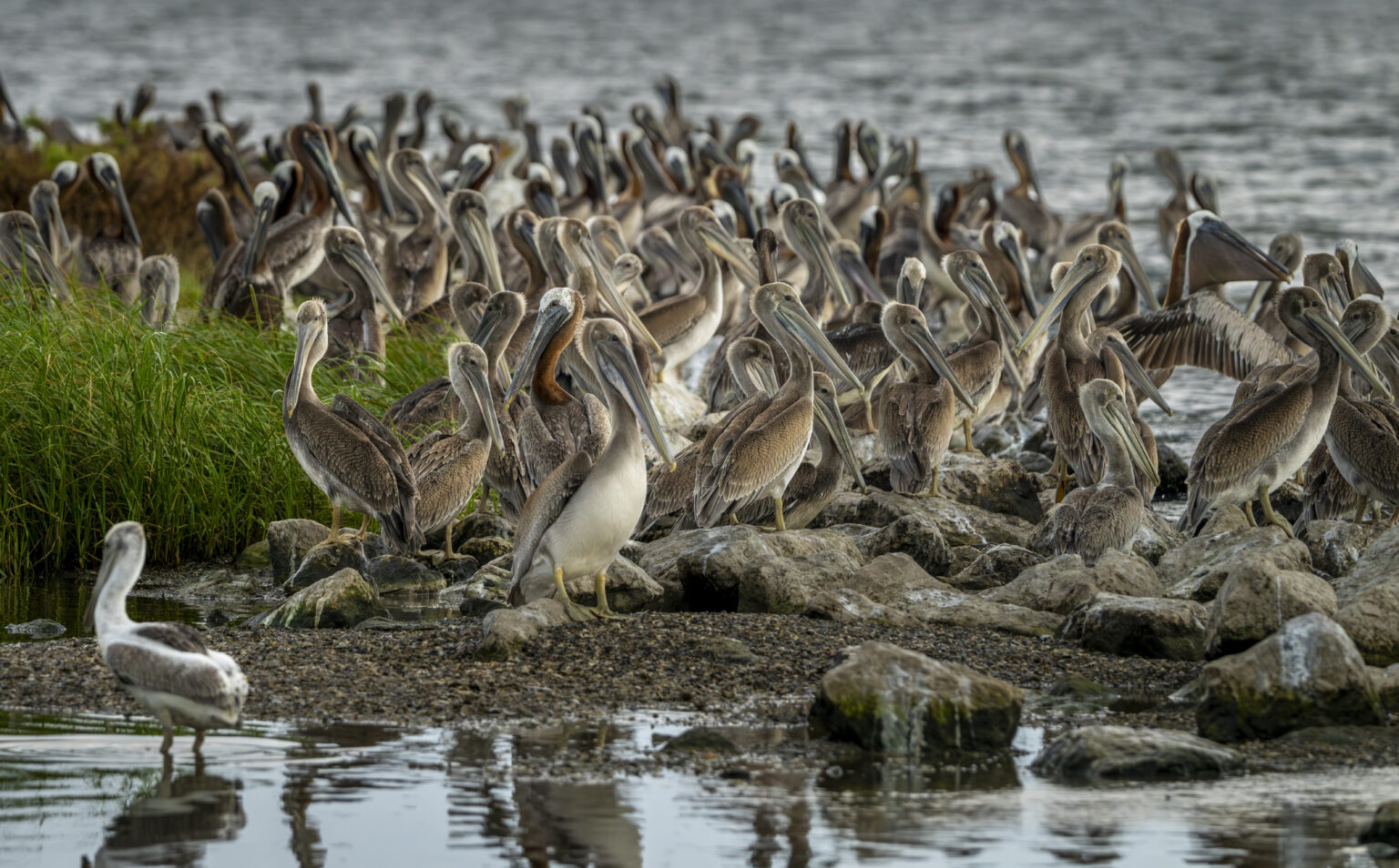 Queen Bess Island - Grand Isle